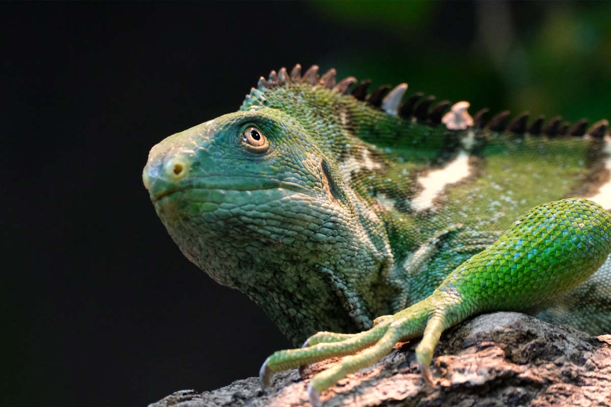 La liste des animaux les plus effrayants et dangereux trouvés aux Fidji